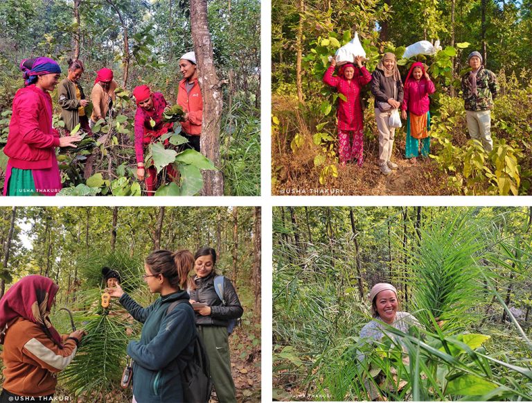 Sal (Shorea robusta) leaves and Thakal (Phoenix laureiroi) inventory ...