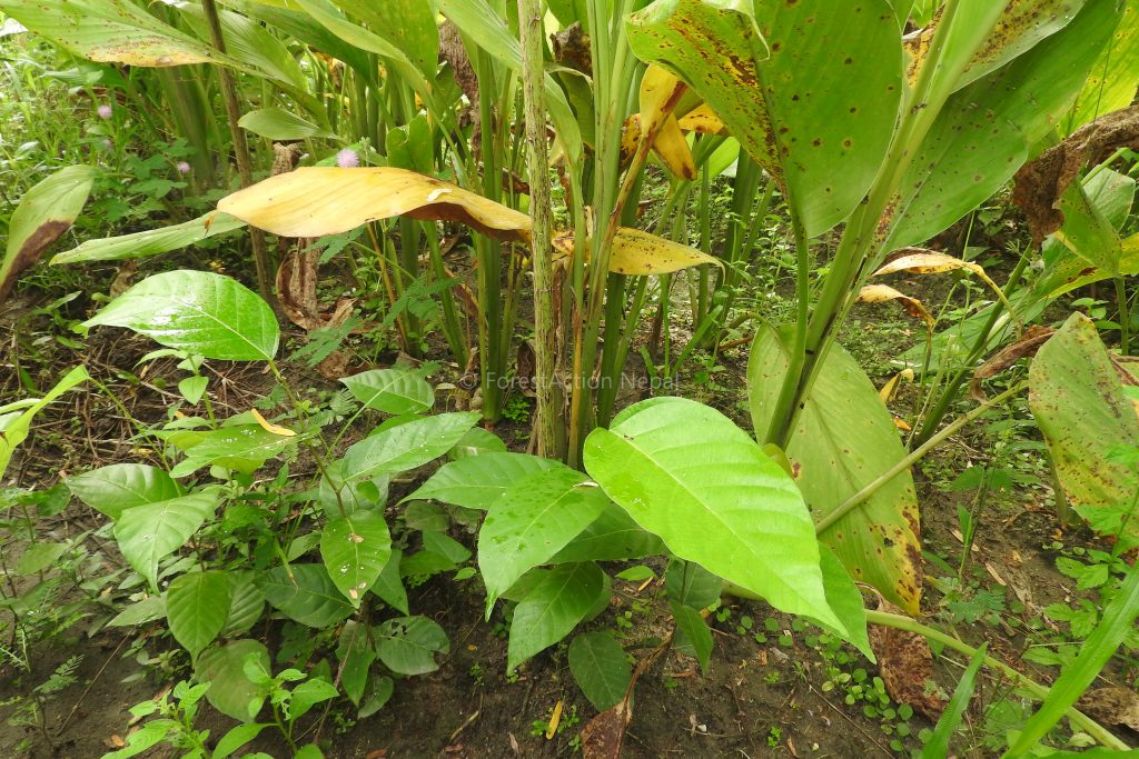 Combating invasion, restoring forest through turmeric plantation ...
