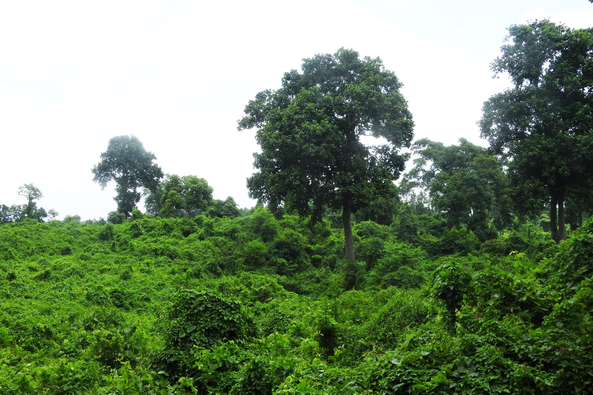 Footprint of Development on Remnant Forest Distorted Demography of ...