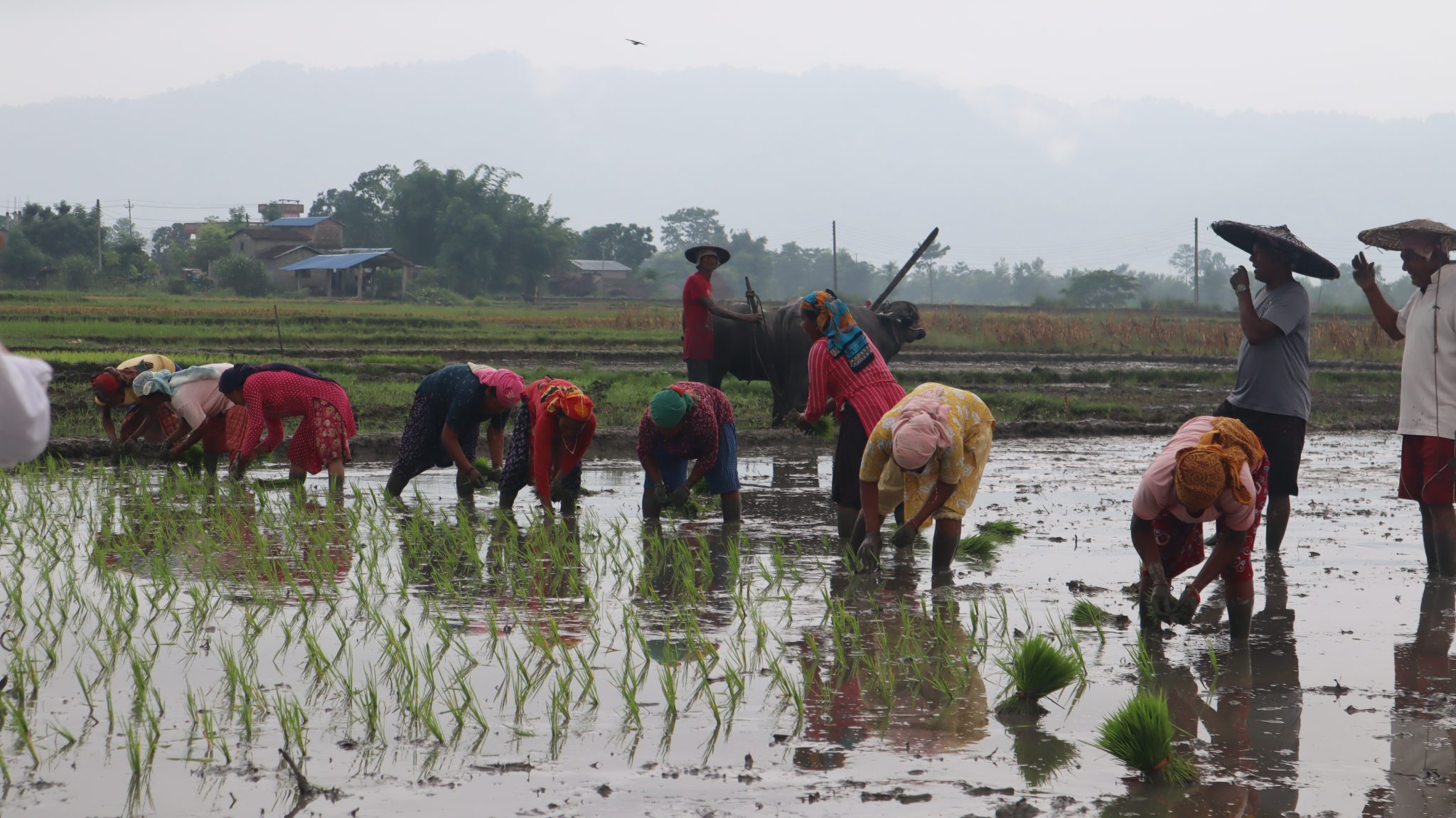 22nd National Paddy Day Celebrated with Tharu Community in Madi ...